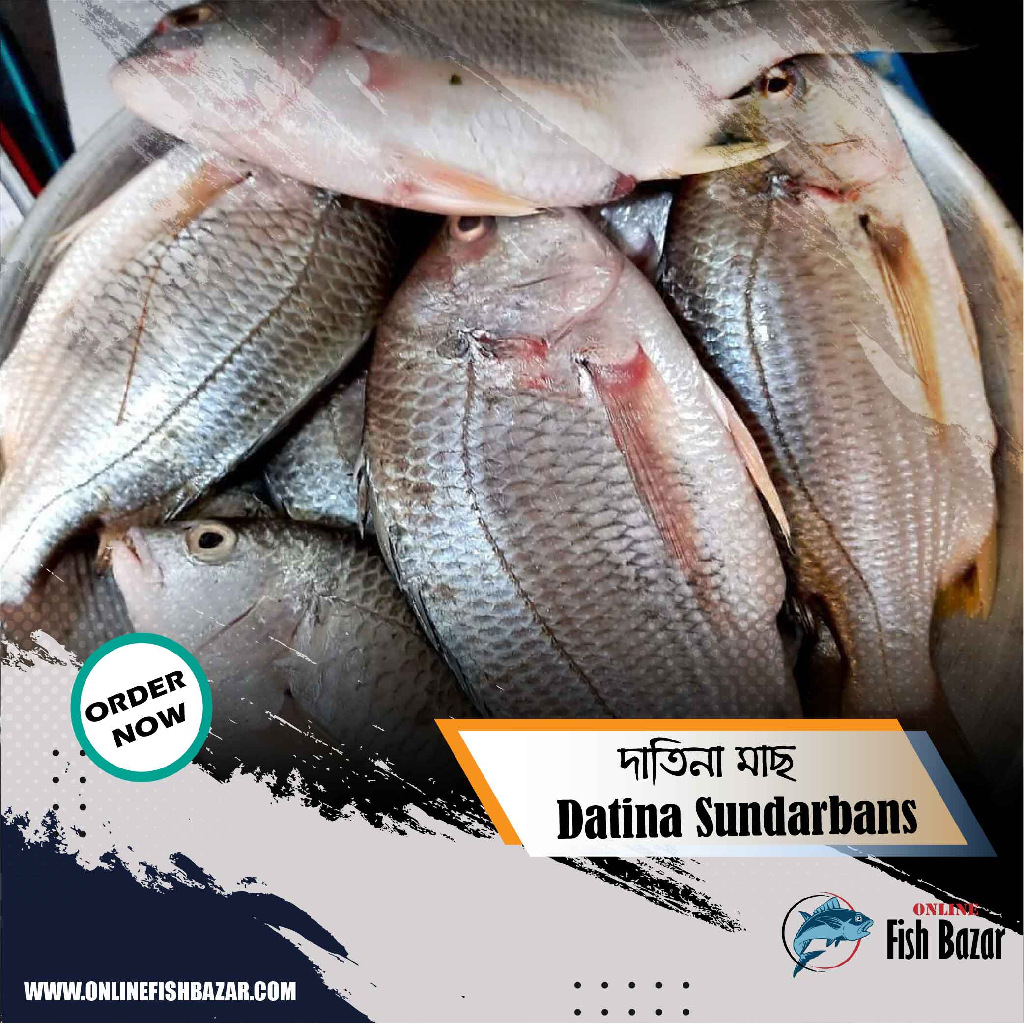 দাতিনা-মাছ-Datina-From-Sundarbans – Online Fish Bazar