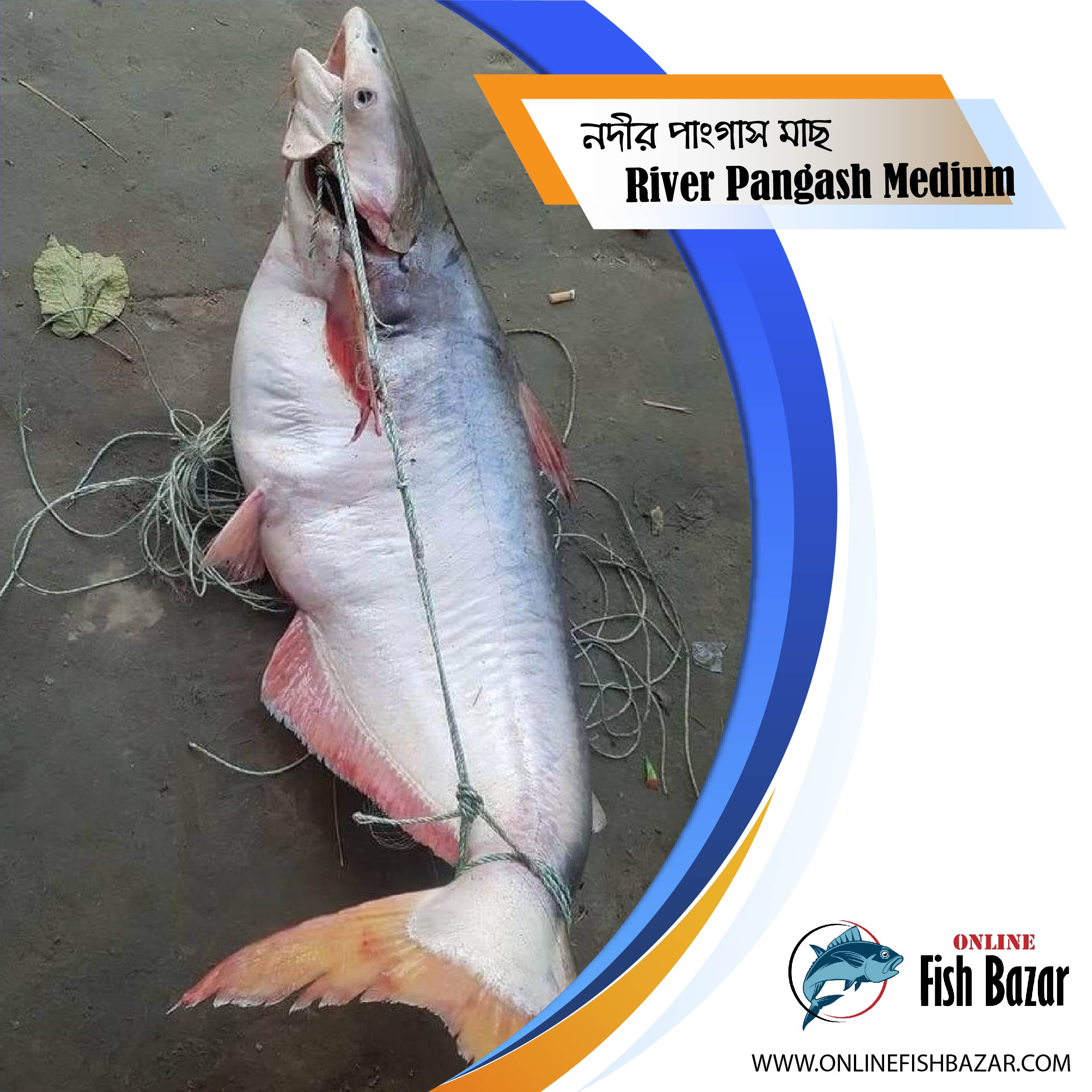 River Pangash Medium – Online Fish Bazar